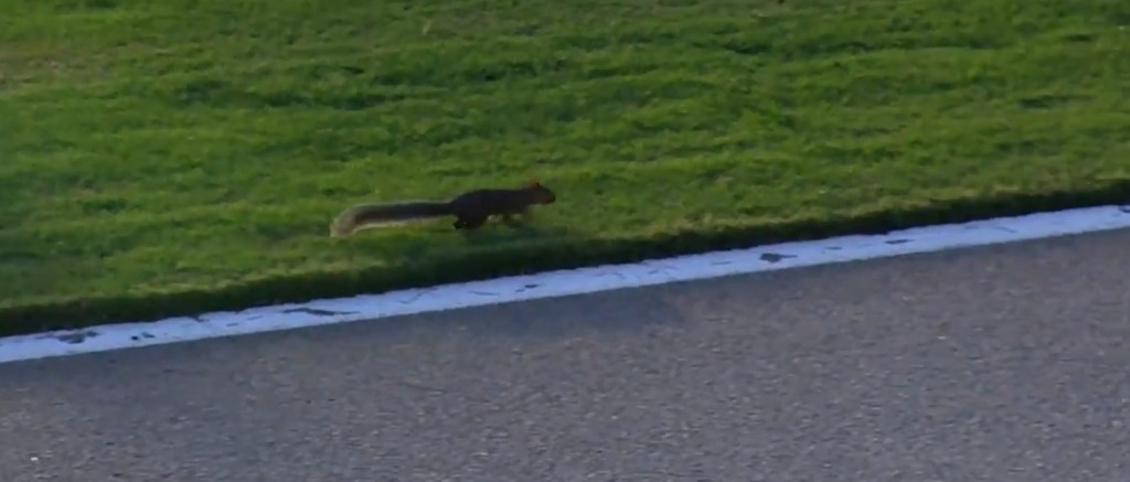 Squirrel Invades NASCAR Race! - My Life at Speed
